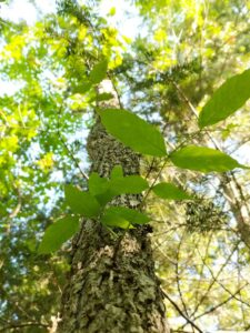 Black Ash Community Action Network – Invasive Species Centre