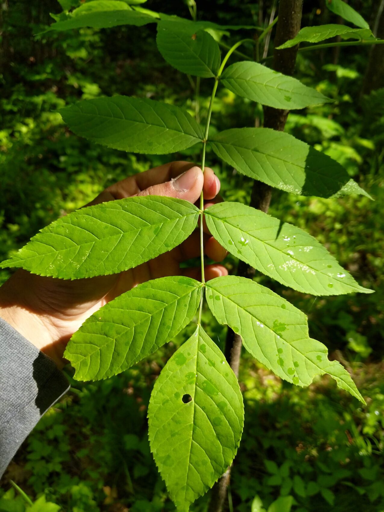 Black Ash Tree