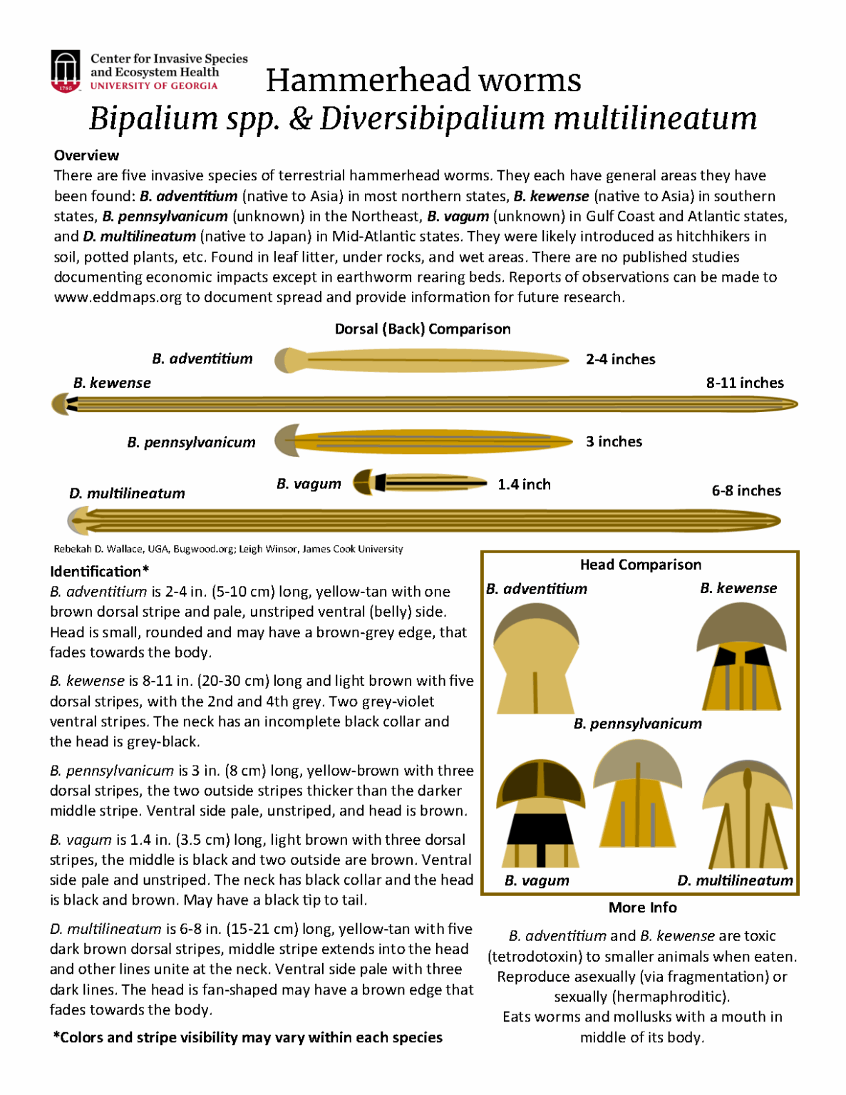 Hammerhead Worm – Invasive Species Centre