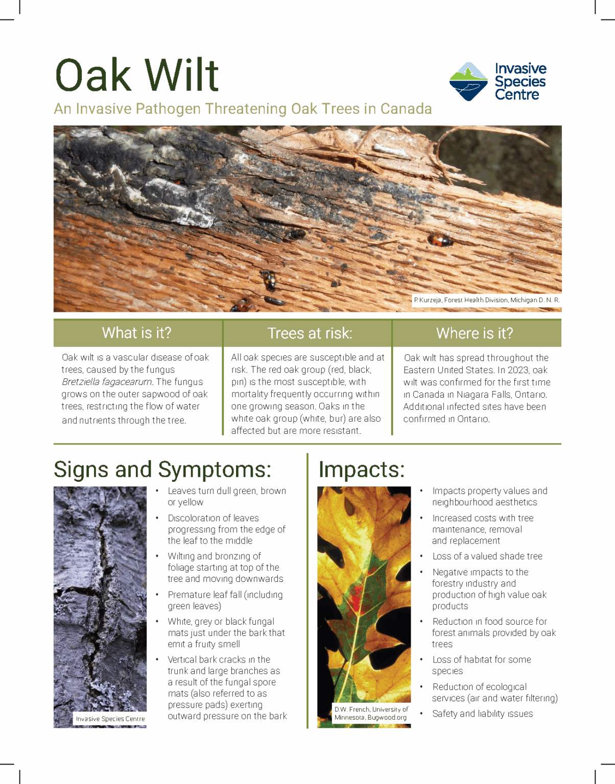 Oak Wilt – Invasive Species Centre