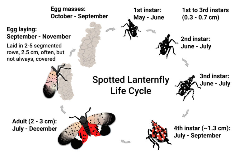 Spotted Lanternfly – Profile and Resources | Invasive Species Centre