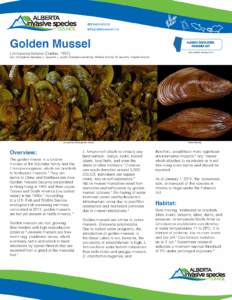 Golden Mussel – Invasive Species Centre
