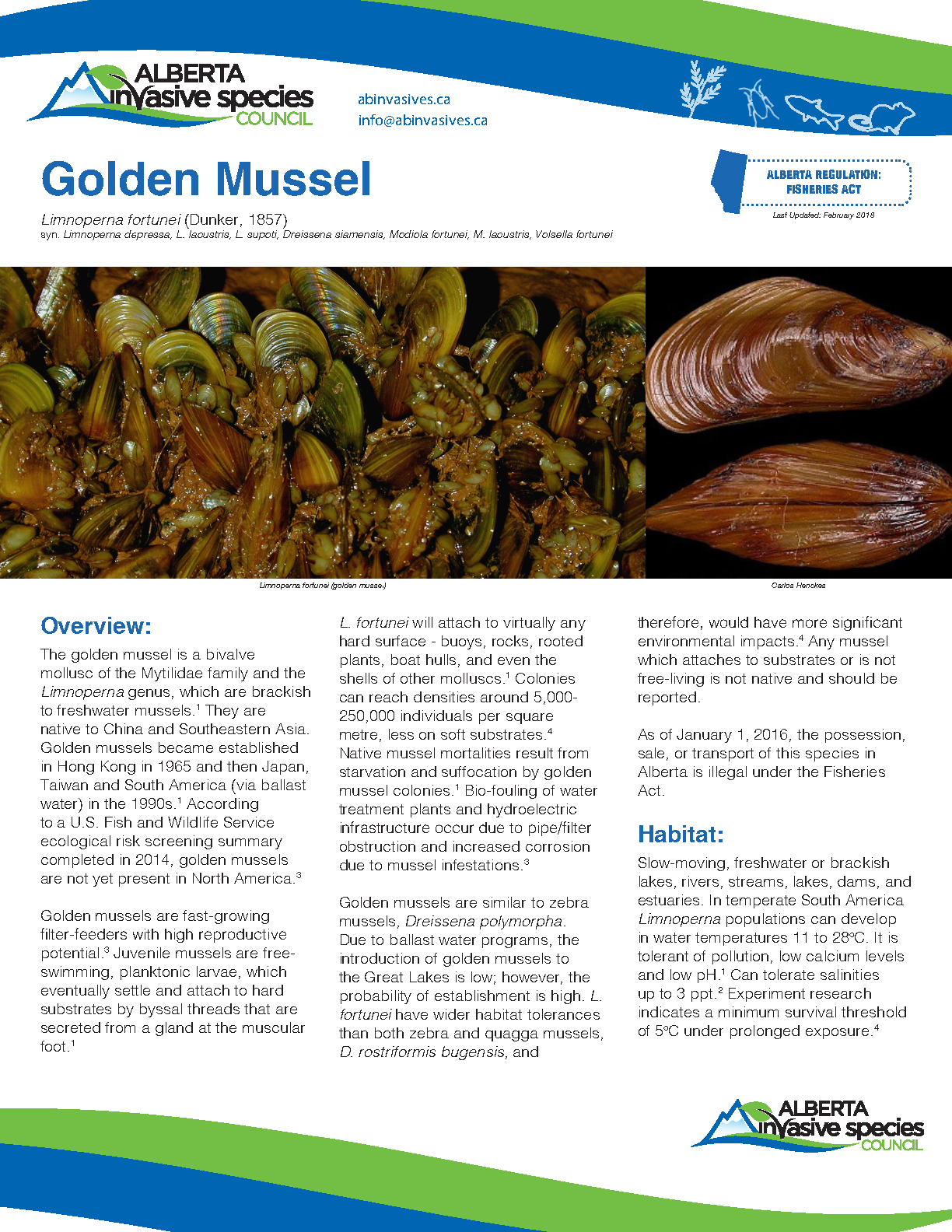 Golden Mussel – Invasive Species Centre
