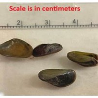 Golden Mussel – Invasive Species Centre