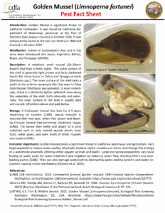 Golden Mussel – Invasive Species Centre