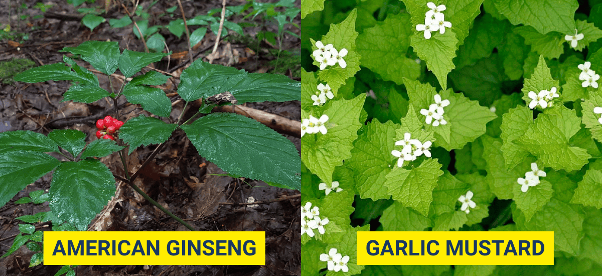 Protecting species at risk from invasive species starts at home this ...