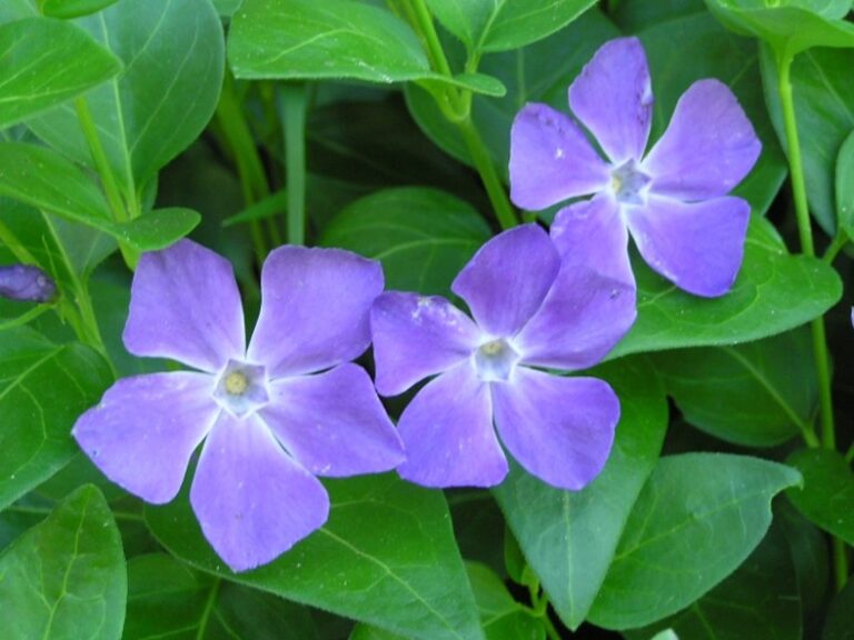 Lesser Periwinkle – Invasive Species Centre