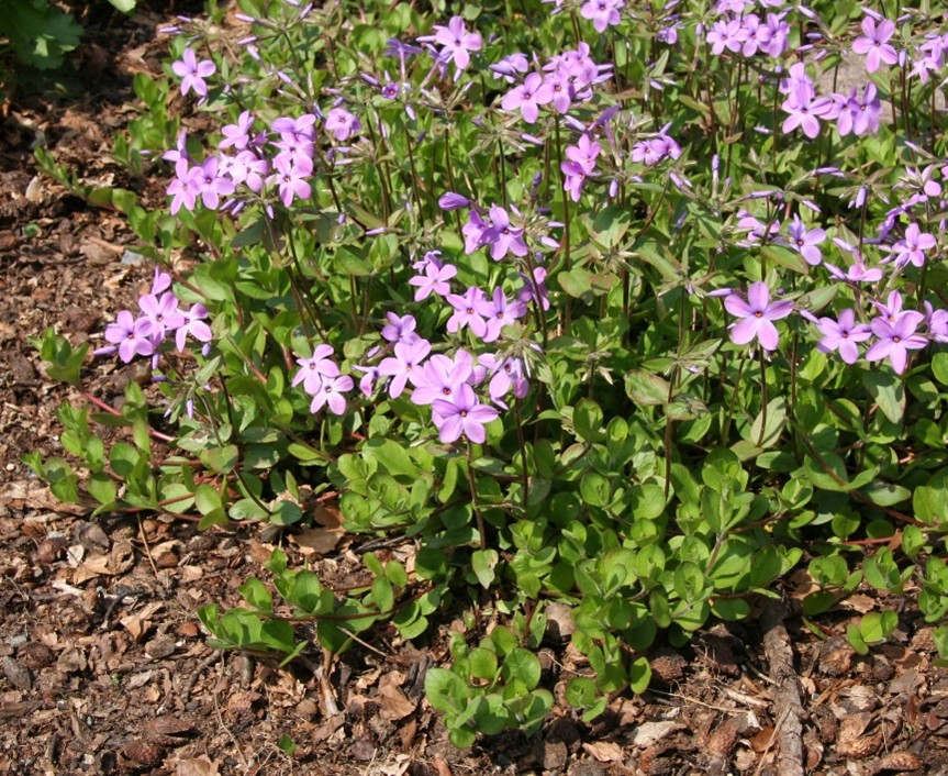 Lesser Periwinkle – Invasive Species Centre