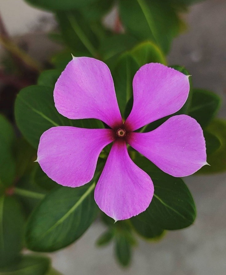 Lesser Periwinkle – Invasive Species Centre